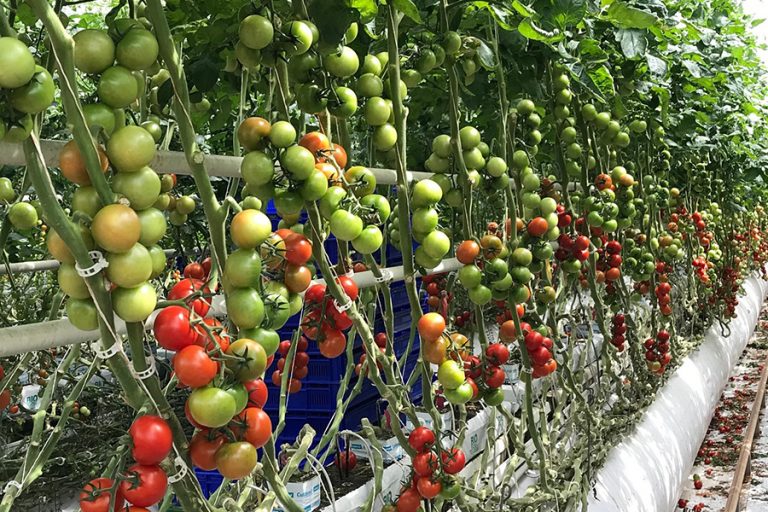 Home - Vermilion Energy